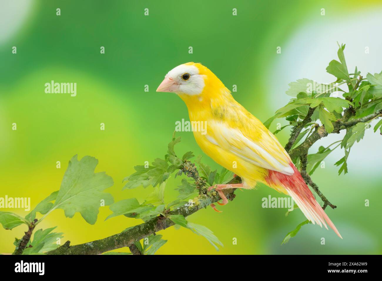yellow mutation blue-faced parrotfinch, Erythrura trichroa Stock Photo ...