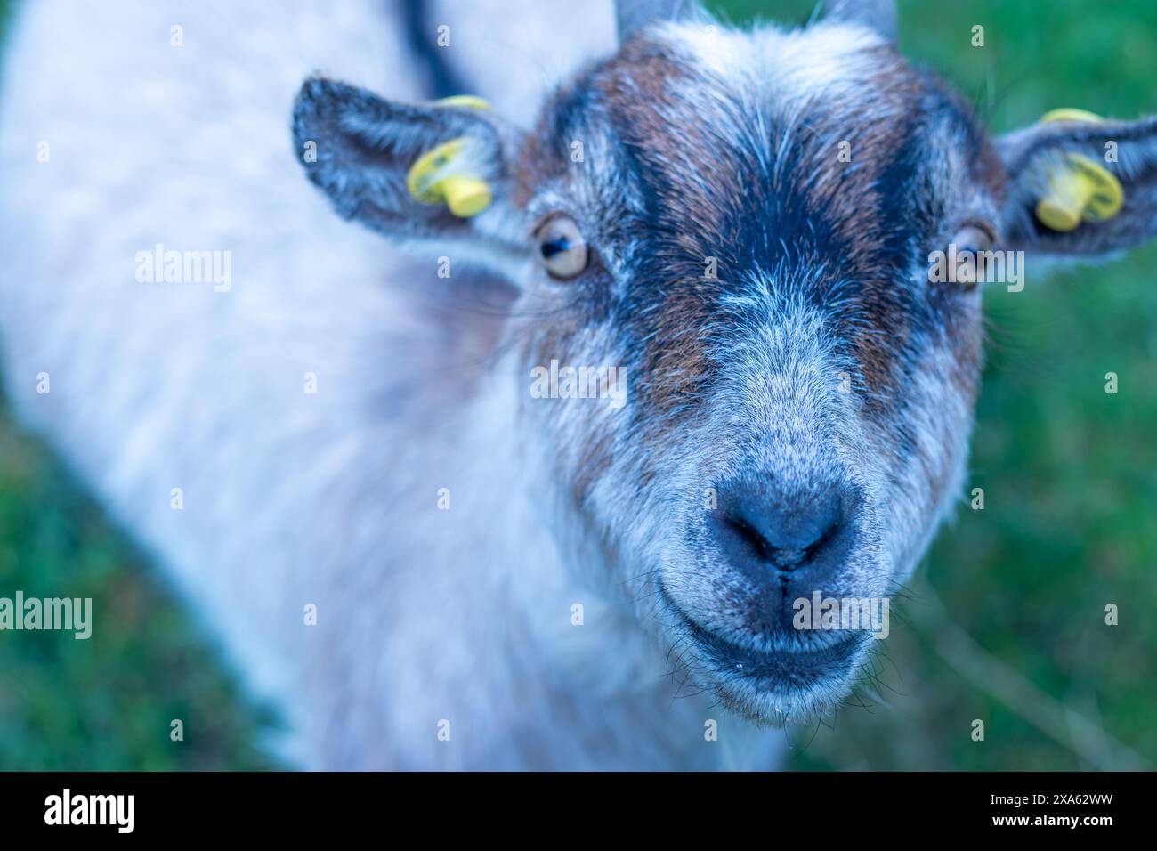 An adult goat with two ear tags attached Stock Photo - Alamy