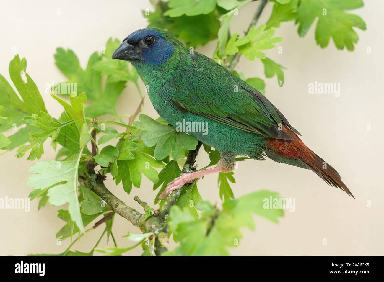 Blue mutation hi-res stock photography and images - Alamy