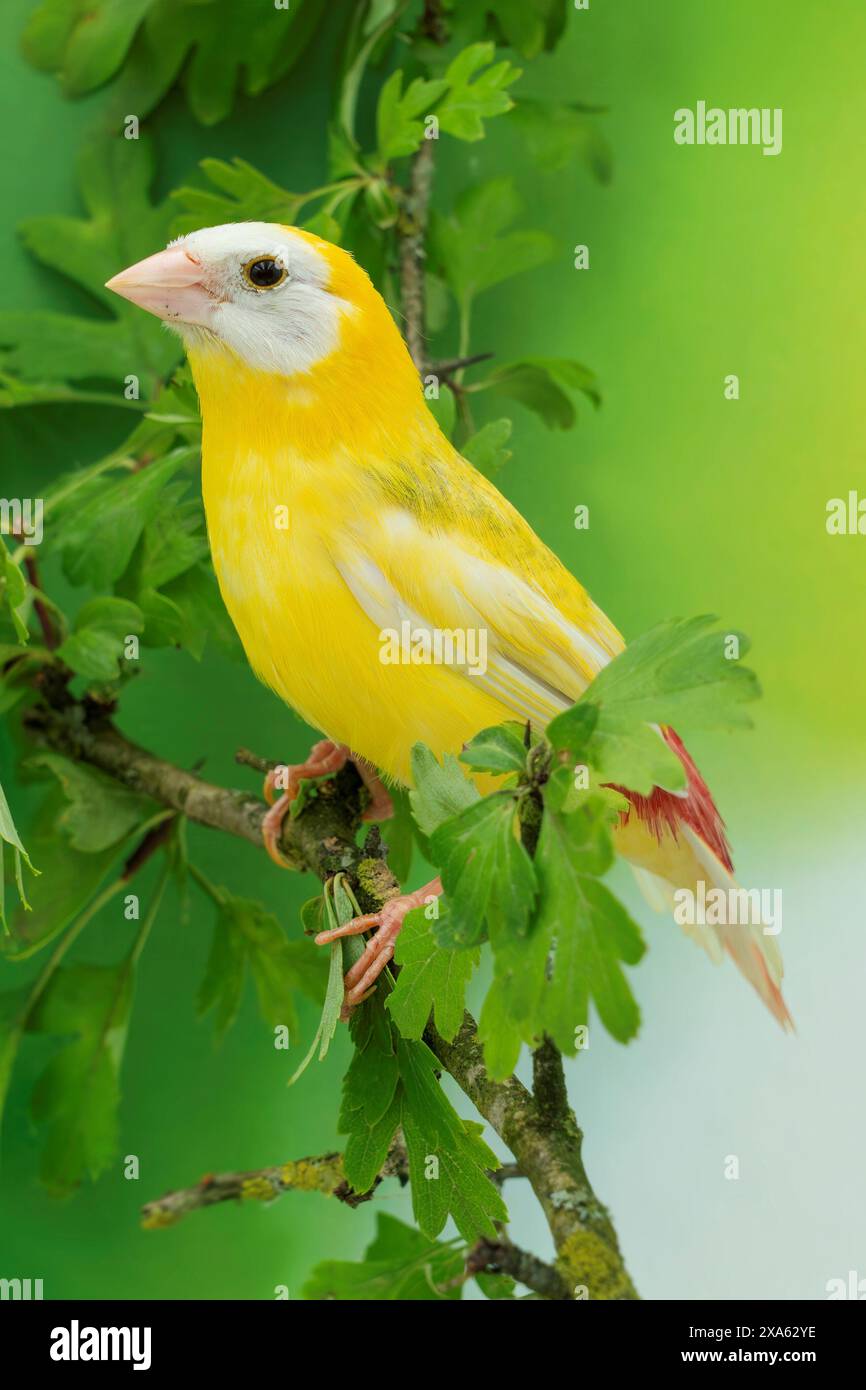 yellow mutation blue-faced parrotfinch, Erythrura trichroa Stock Photo ...
