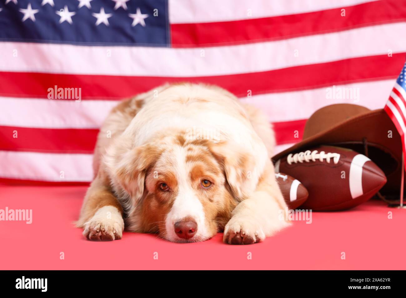 Cute Australian Shepherd dog with rugby balls and cowboy hat lying ...
