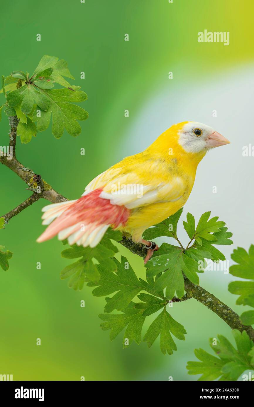 Parrotfinch erythrura trichroa hi-res stock photography and images - Alamy