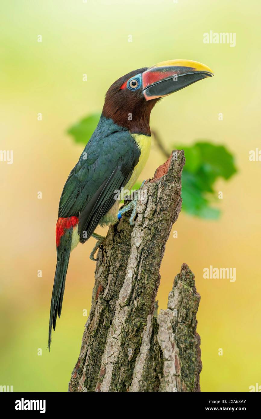 green araçari, Pteroglossus viridis Stock Photo - Alamy