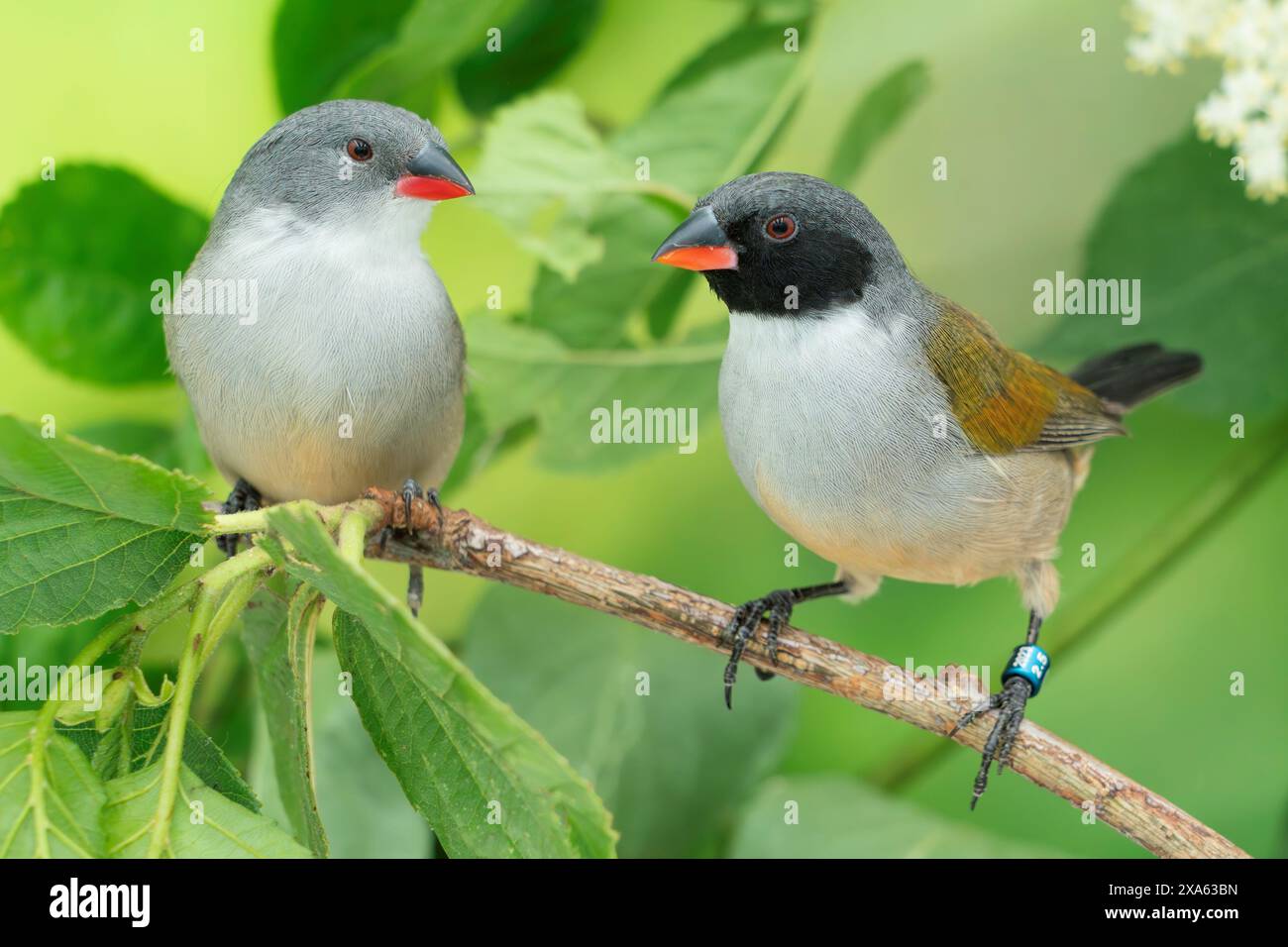 swee waxbill, Coccopygia melanotis Stock Photo - Alamy