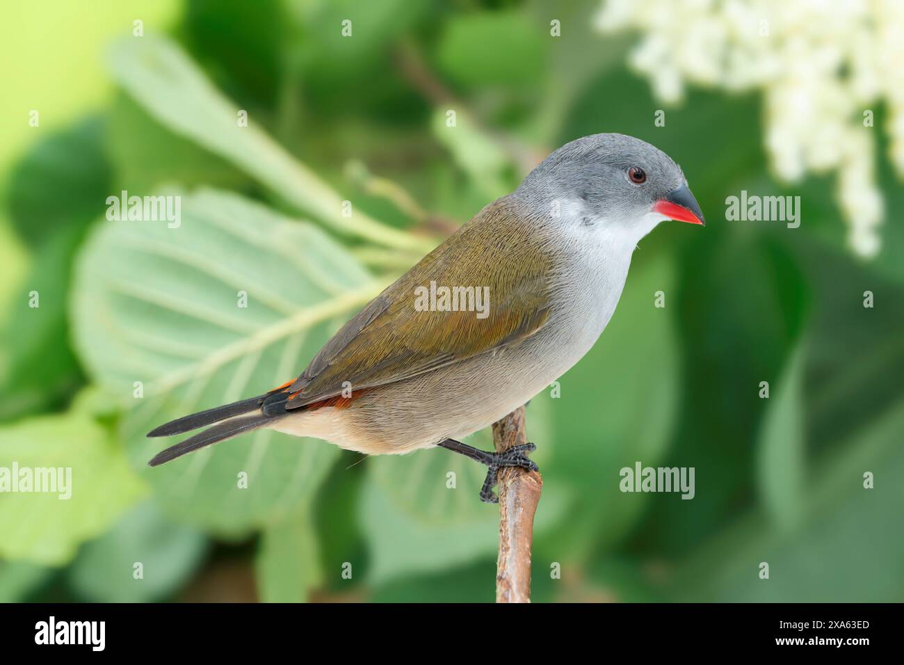 swee waxbill, Coccopygia melanotis Stock Photo - Alamy