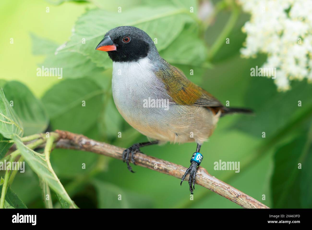 swee waxbill, Coccopygia melanotis Stock Photo - Alamy