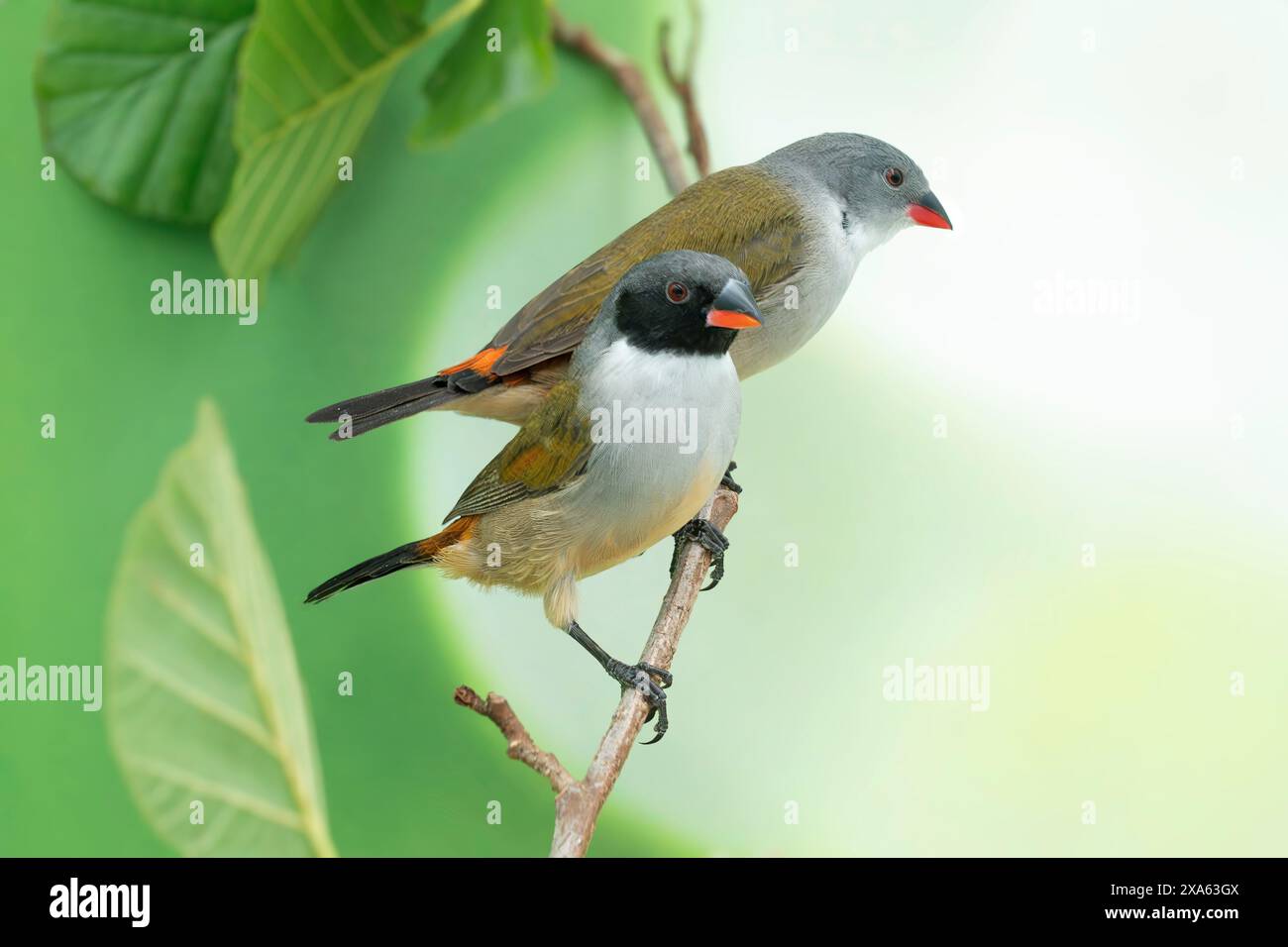 swee waxbill, Coccopygia melanotis Stock Photo - Alamy