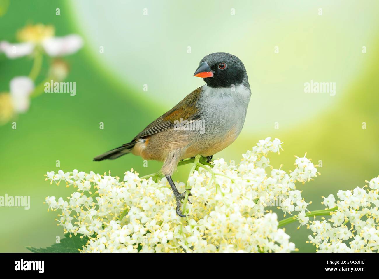 swee waxbill, Coccopygia melanotis Stock Photo - Alamy