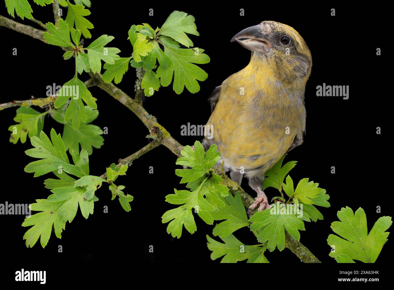 Female red crossbill hi-res stock photography and images - Alamy
