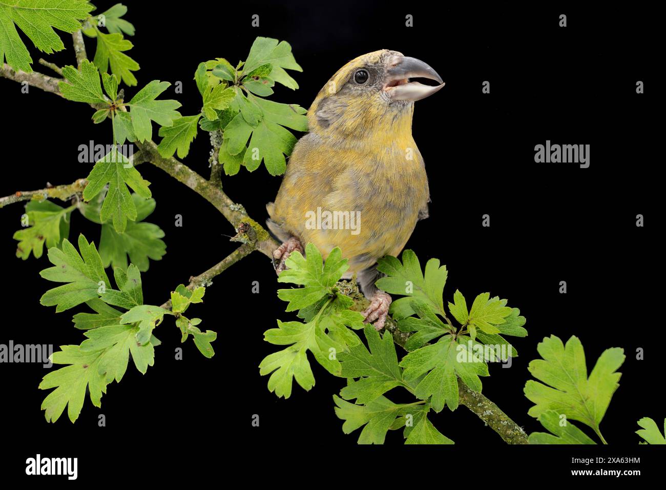 Female red crossbill hi-res stock photography and images - Alamy