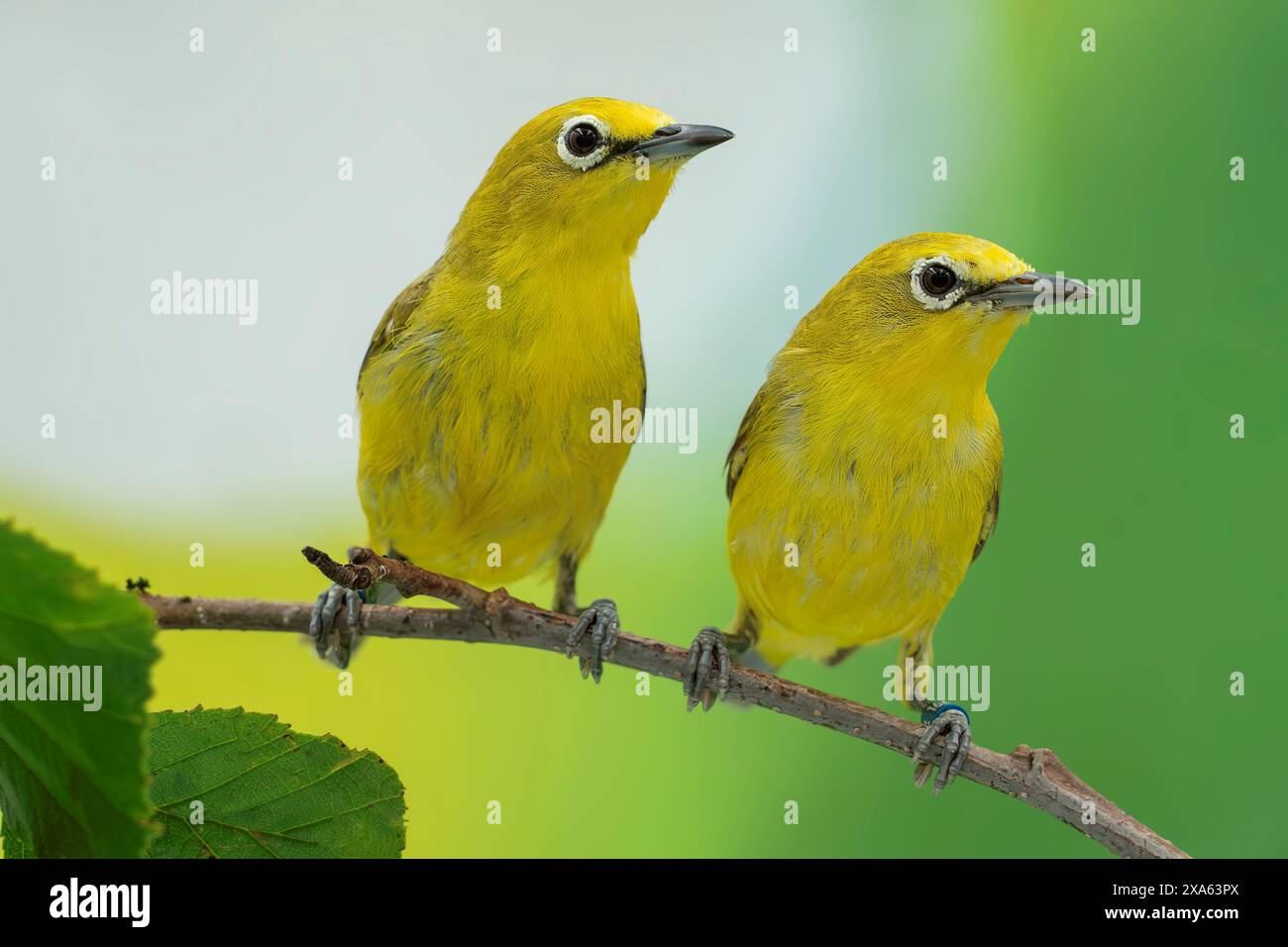 northern yellow white-eye, Zosterops senegalensis Stock Photo - Alamy