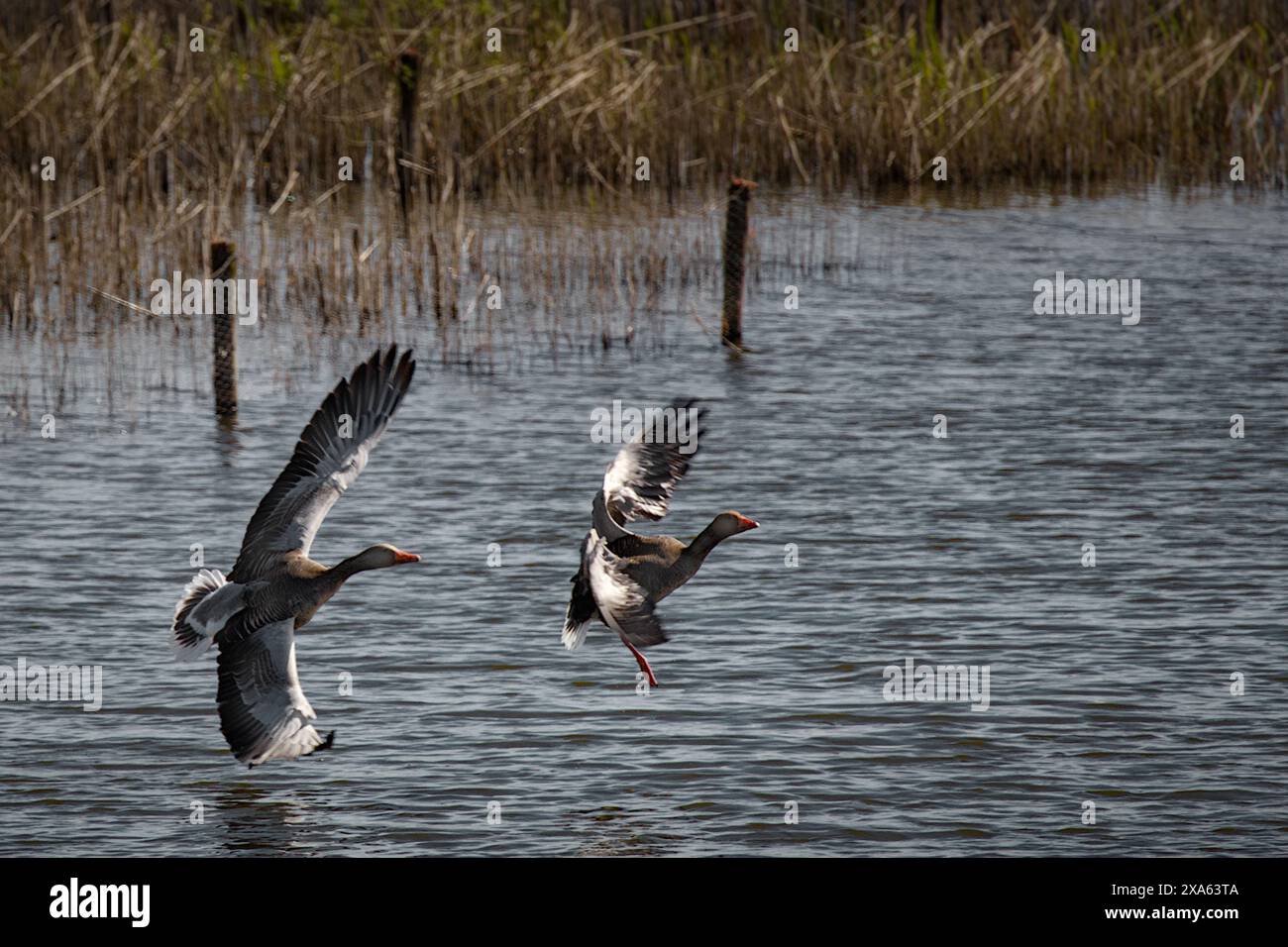 Birds flying low over water hi-res stock photography and images - Alamy