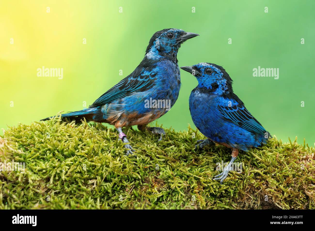 Photocage hi-res stock photography and images - Alamy