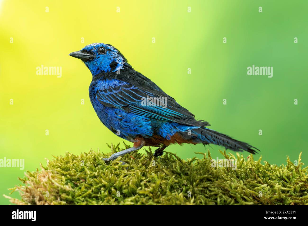 opal-rumped tanager, Tangara velia Stock Photo - Alamy
