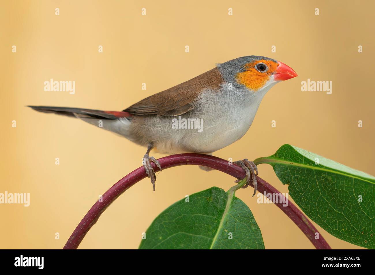 orange-cheeked waxbill, Estrilda melpoda Stock Photo - Alamy