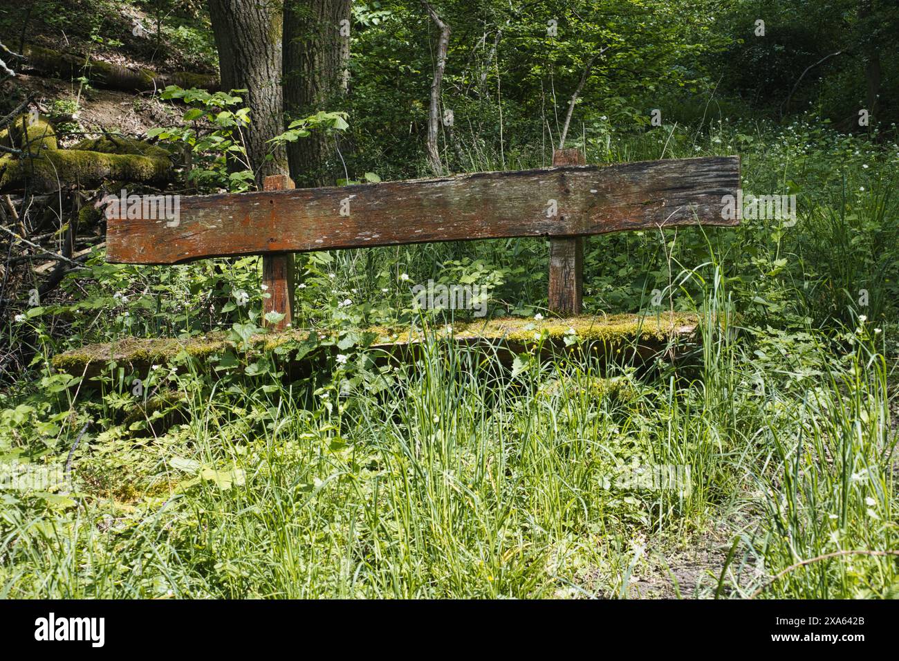 Bench amidst trees hi-res stock photography and images - Alamy