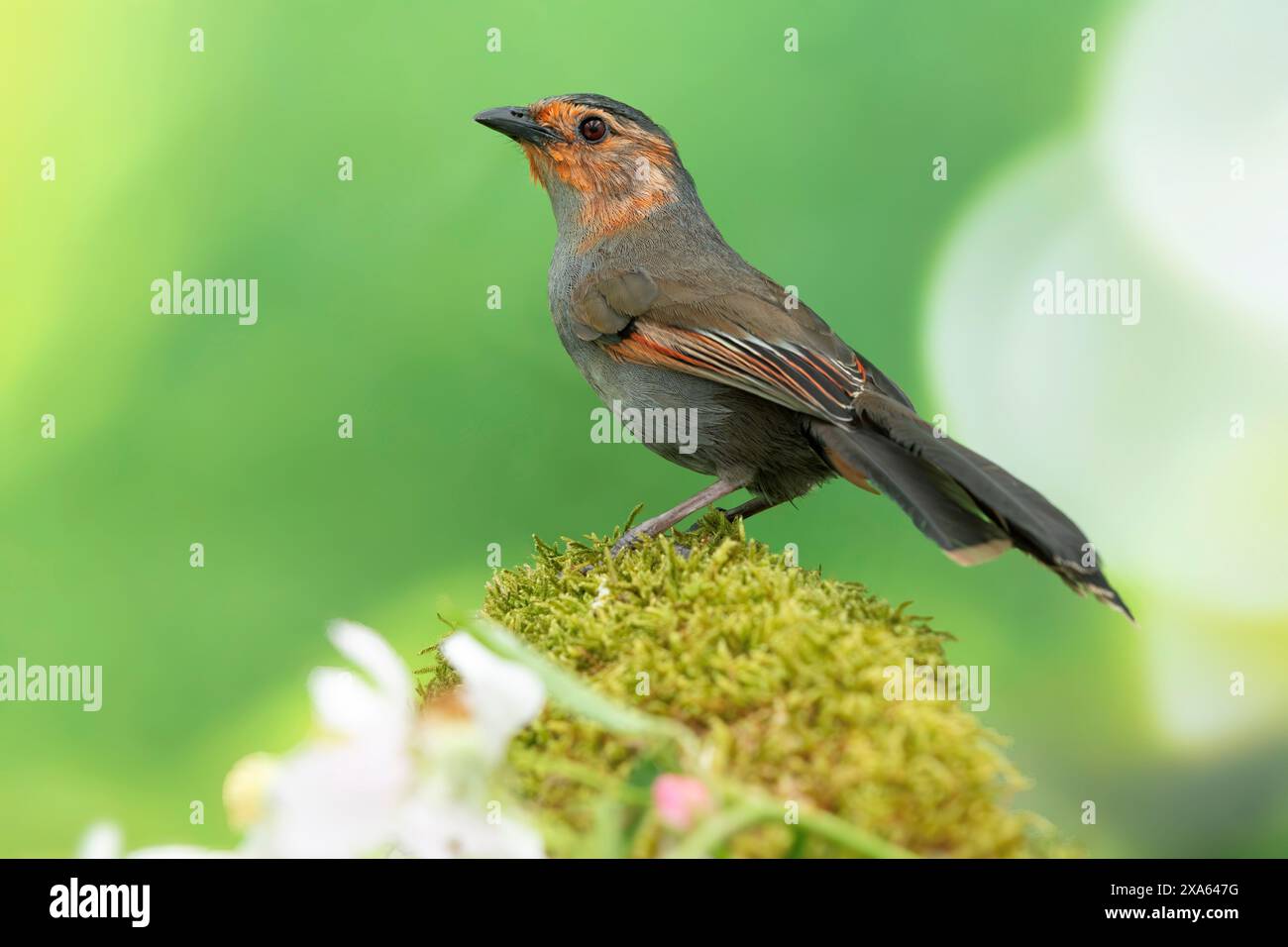 female red-faced liocichla, Liocichla phoenicea Stock Photo - Alamy