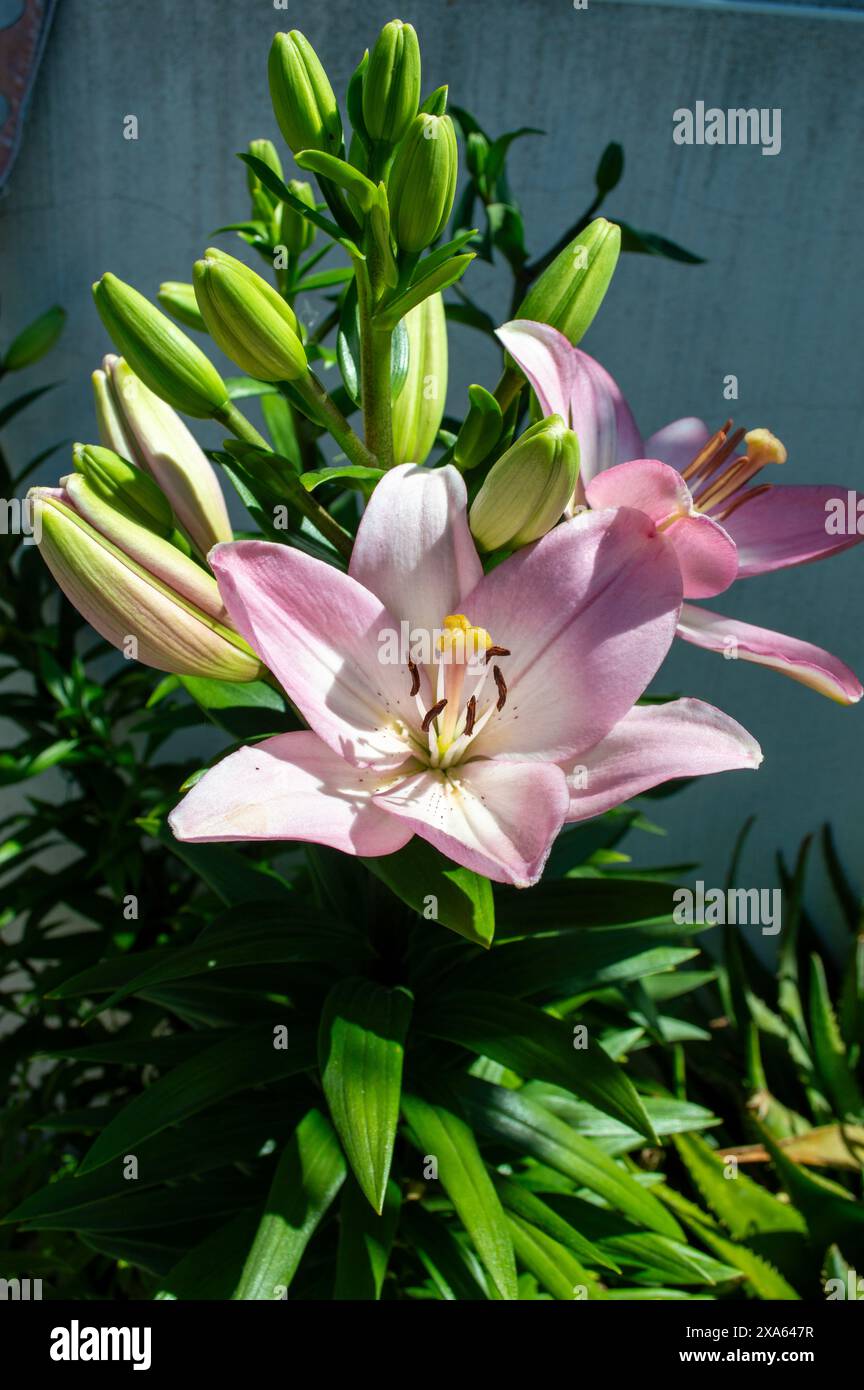 Azucenas Flowers Plants Growing In My Potted Garden.: How To Grow And