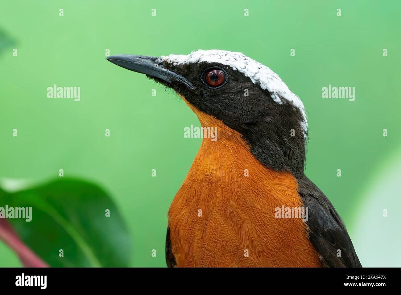 white-crowned robin-chat, Cossypha albicapillus Stock Photo - Alamy