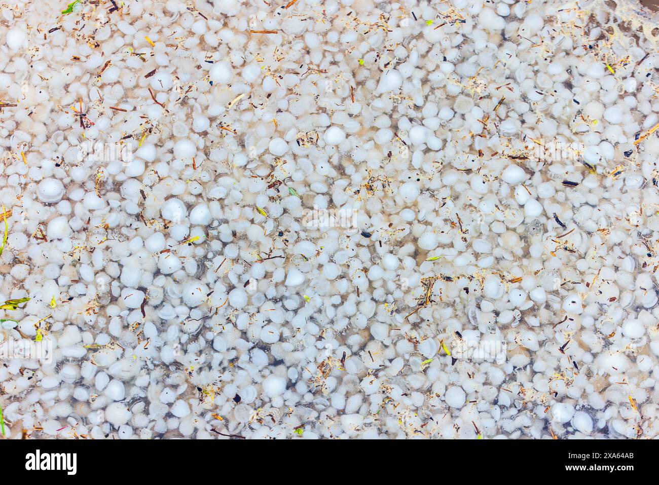 A detailed view of hailstones laying on the ground following a storm ...