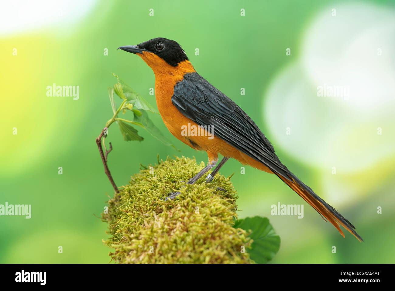 snowy-crowned robin-chat, Cossypha niveicapilla Stock Photo - Alamy