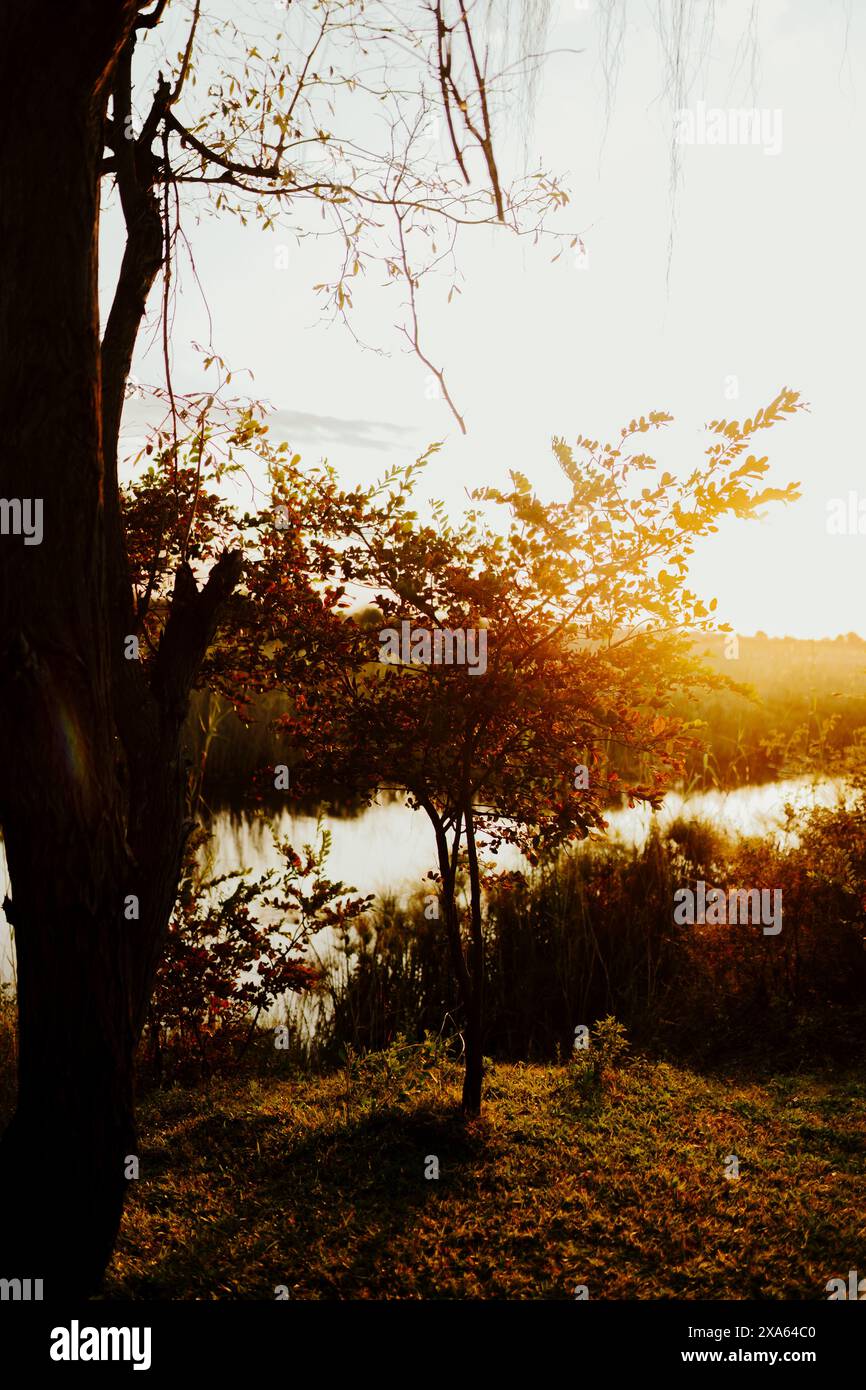 A pond surrounded by trees in a grassy field Stock Photo - Alamy