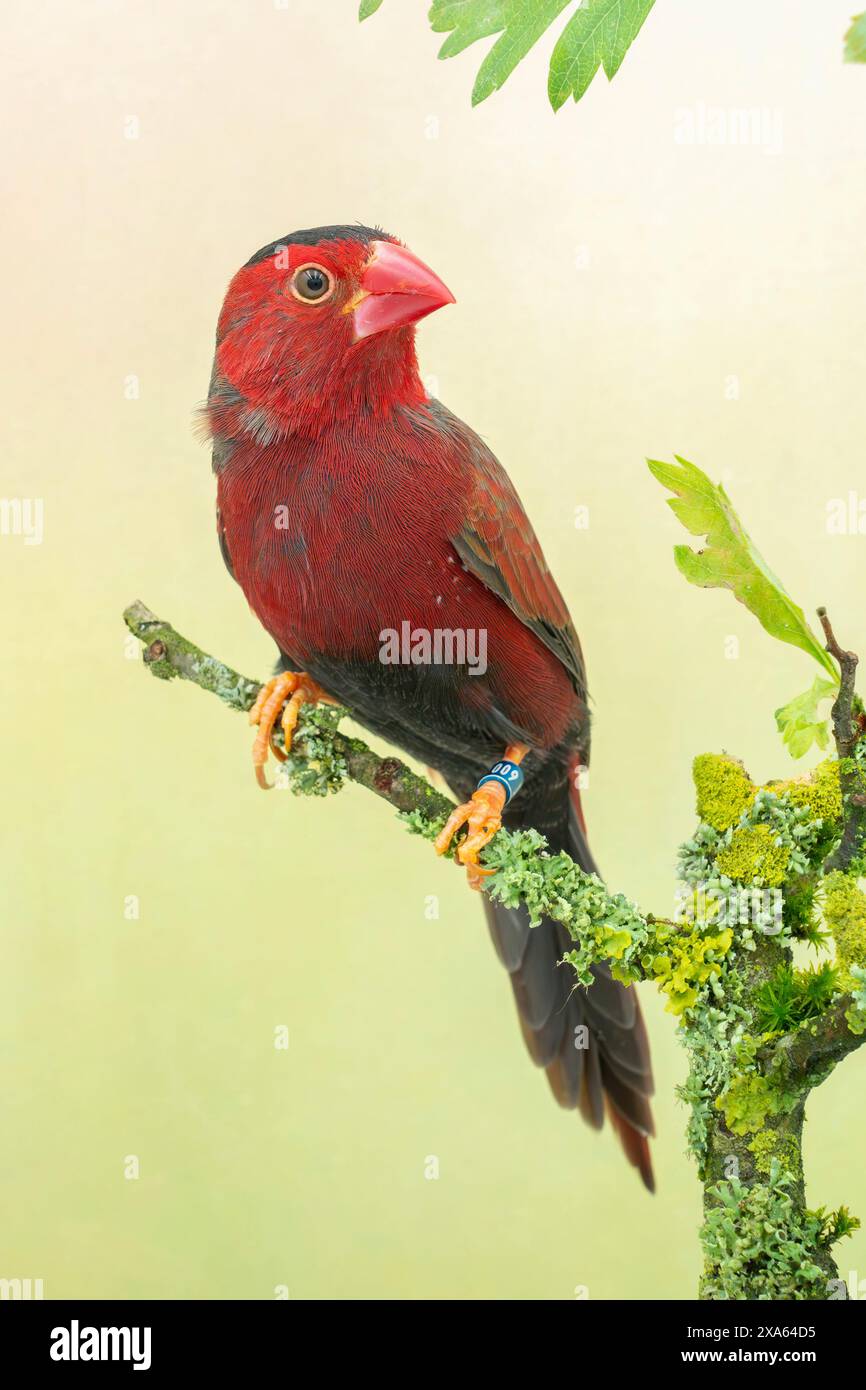black-bellied crimson finch, Neochmia p. phaeton Stock Photo - Alamy