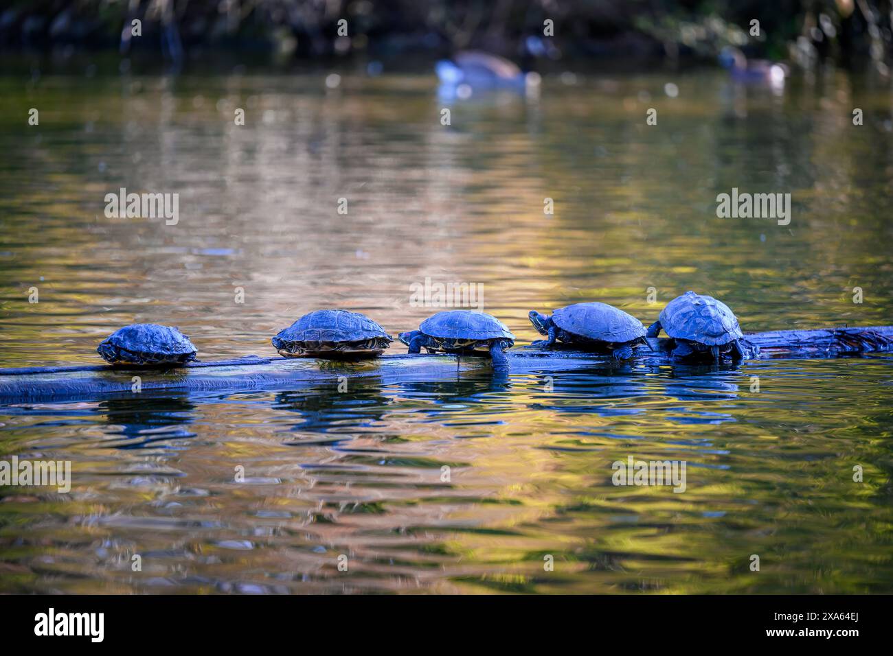 Log floating in water hi-res stock photography and images - Alamy
