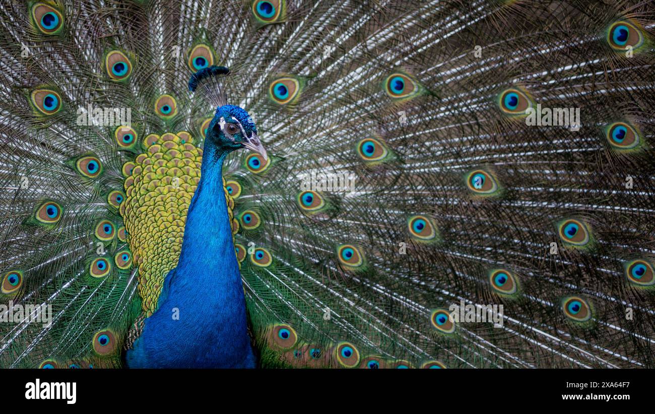 A colorful peacock displaying its vibrant feathers with tail fanned out ...