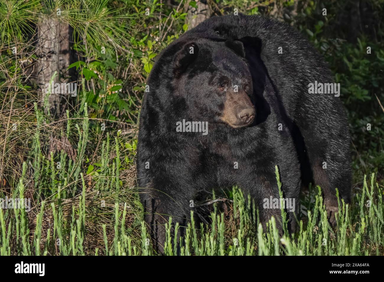 Black bear facing away from camera Stock Photo - Alamy