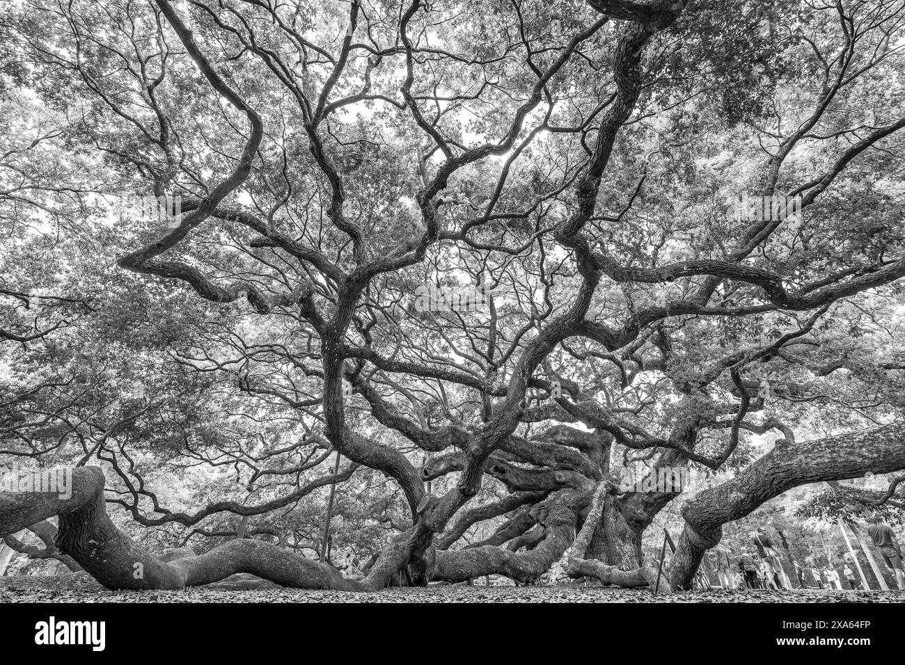 Tall stately tree Black and White Stock Photos & Images - Alamy