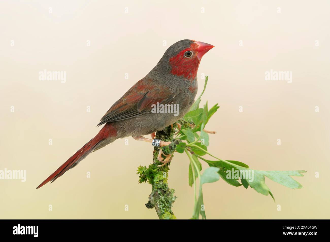 black-bellied crimson finch, Neochmia p. phaeton Stock Photo - Alamy