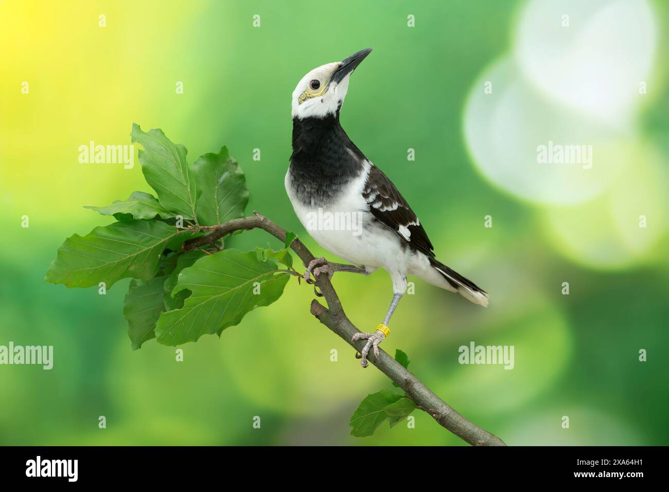 Black and white starling hi-res stock photography and images - Alamy