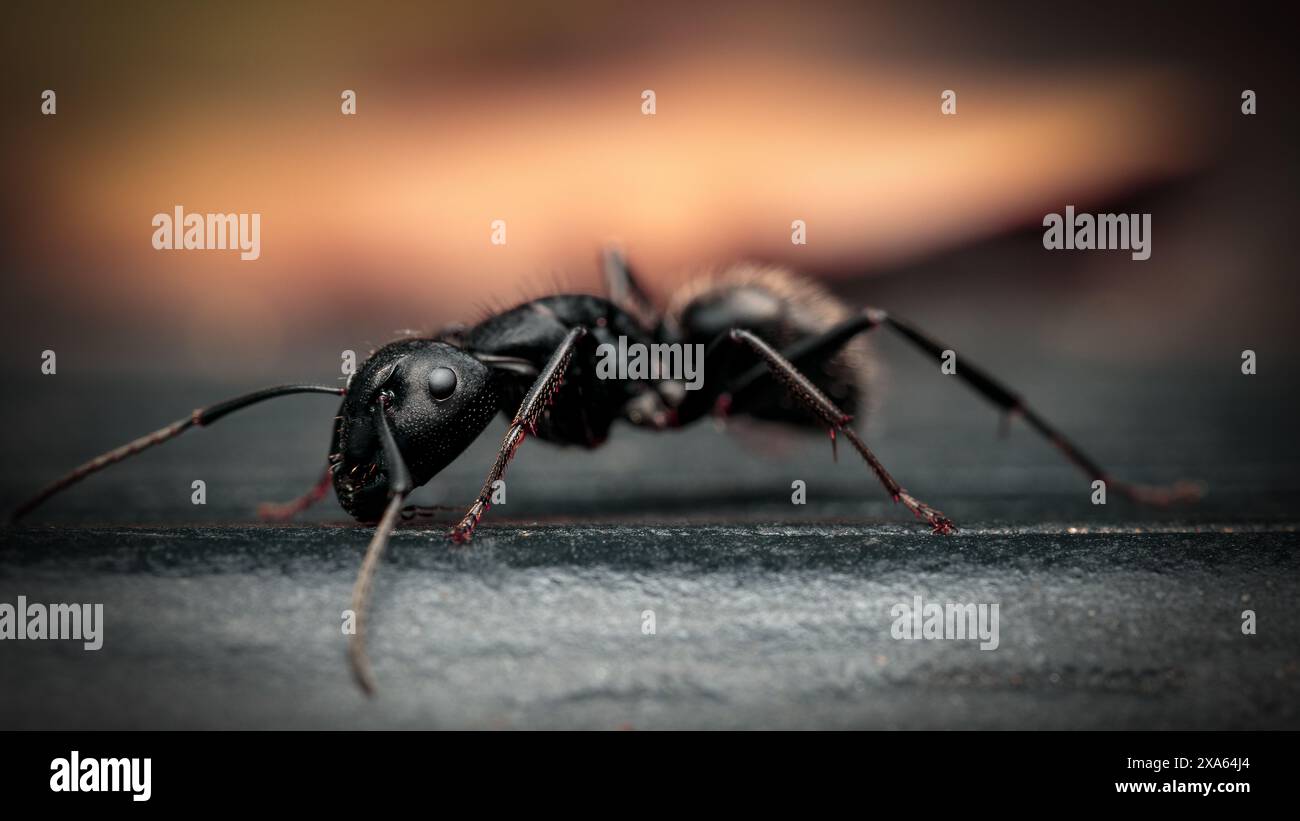 A detailed close-up of an ant on the ground Stock Photo - Alamy