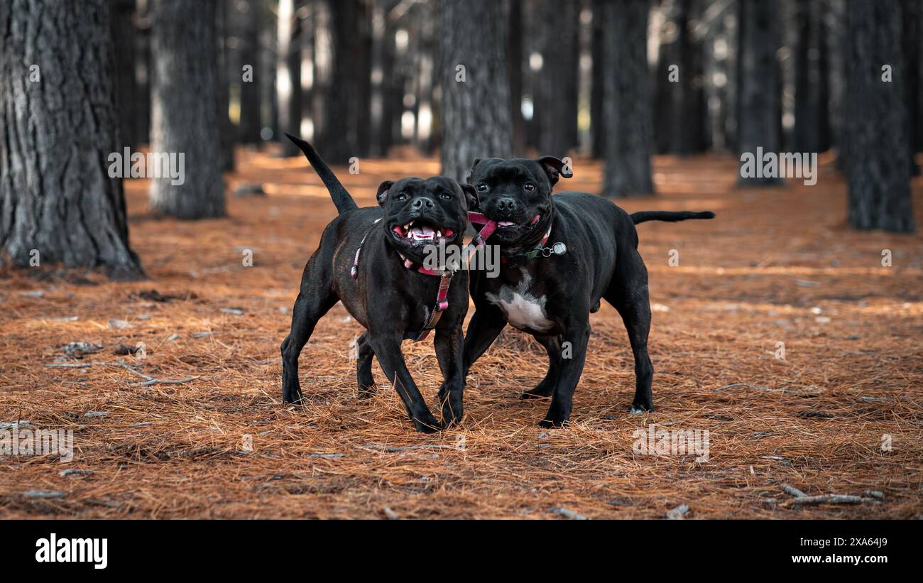 The two playful Staffordshire Bull Terrier dogs frolic in the forest ...
