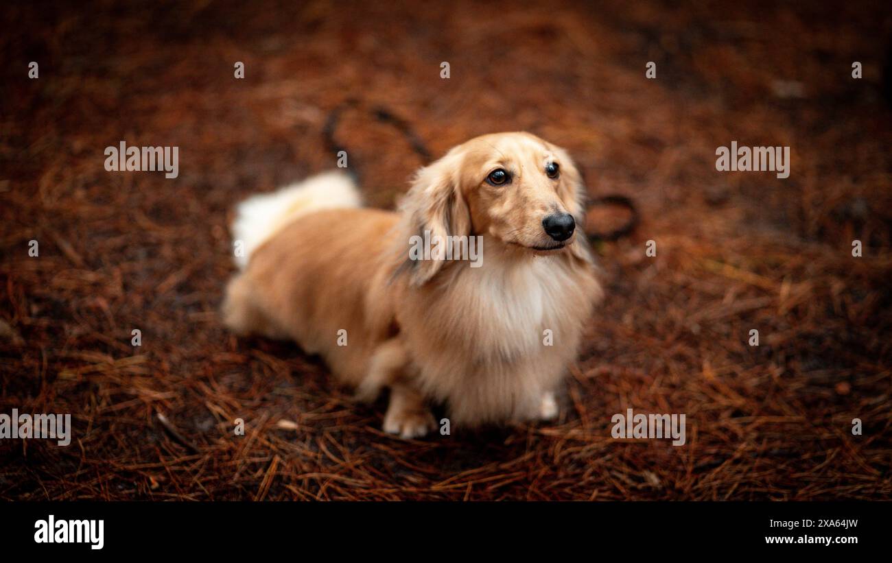A long-haired white and brown Dachshund dog standing in a dirt area ...