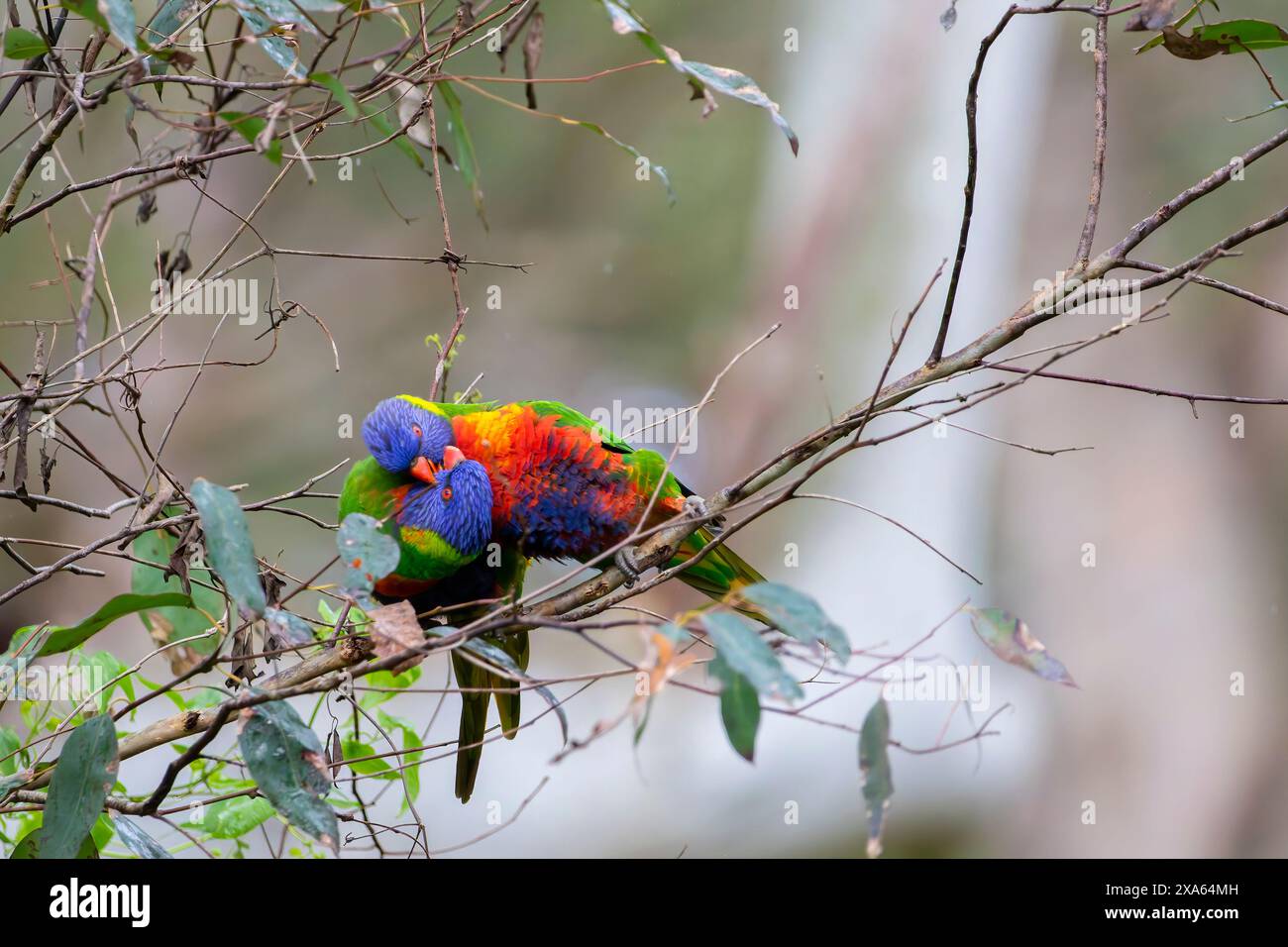 Parrots colorful tropical birds hi-res stock photography and images - Alamy