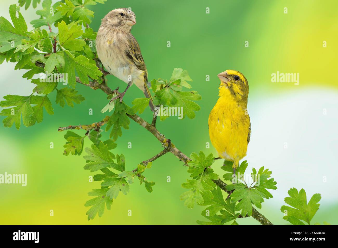 Bully canary hi-res stock photography and images - Alamy