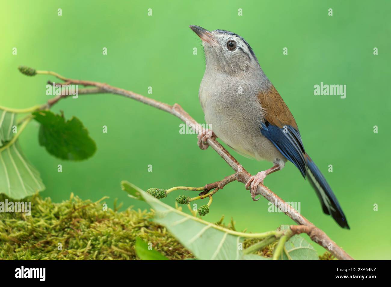 blue-winged minla, Actinodura cyanouroptera Stock Photo - Alamy