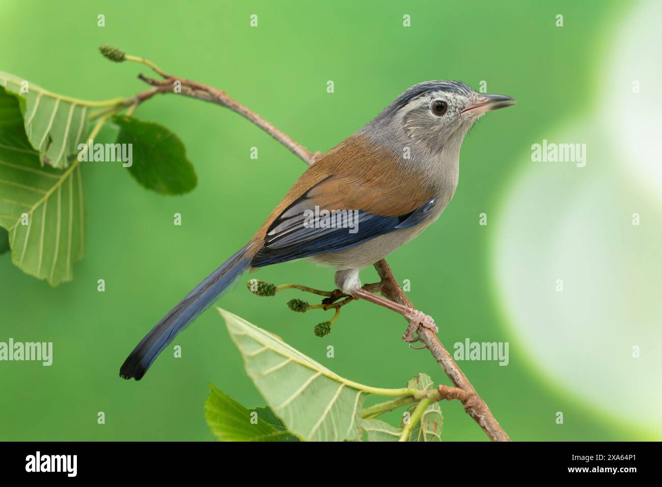 blue-winged minla, Actinodura cyanouroptera Stock Photo - Alamy