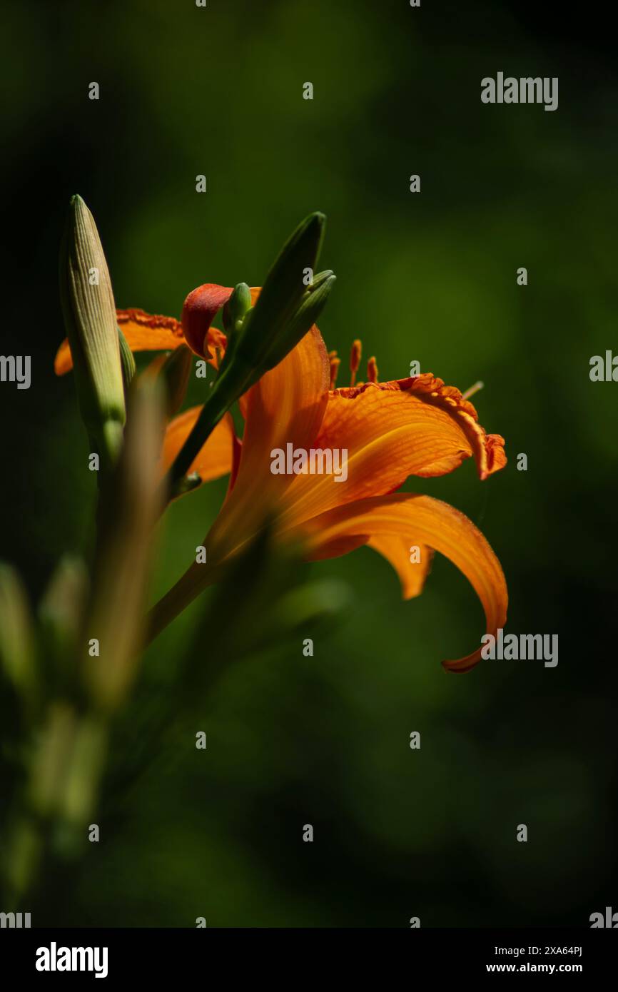A vibrant orange flower blooms on tall plant stem Stock Photo - Alamy