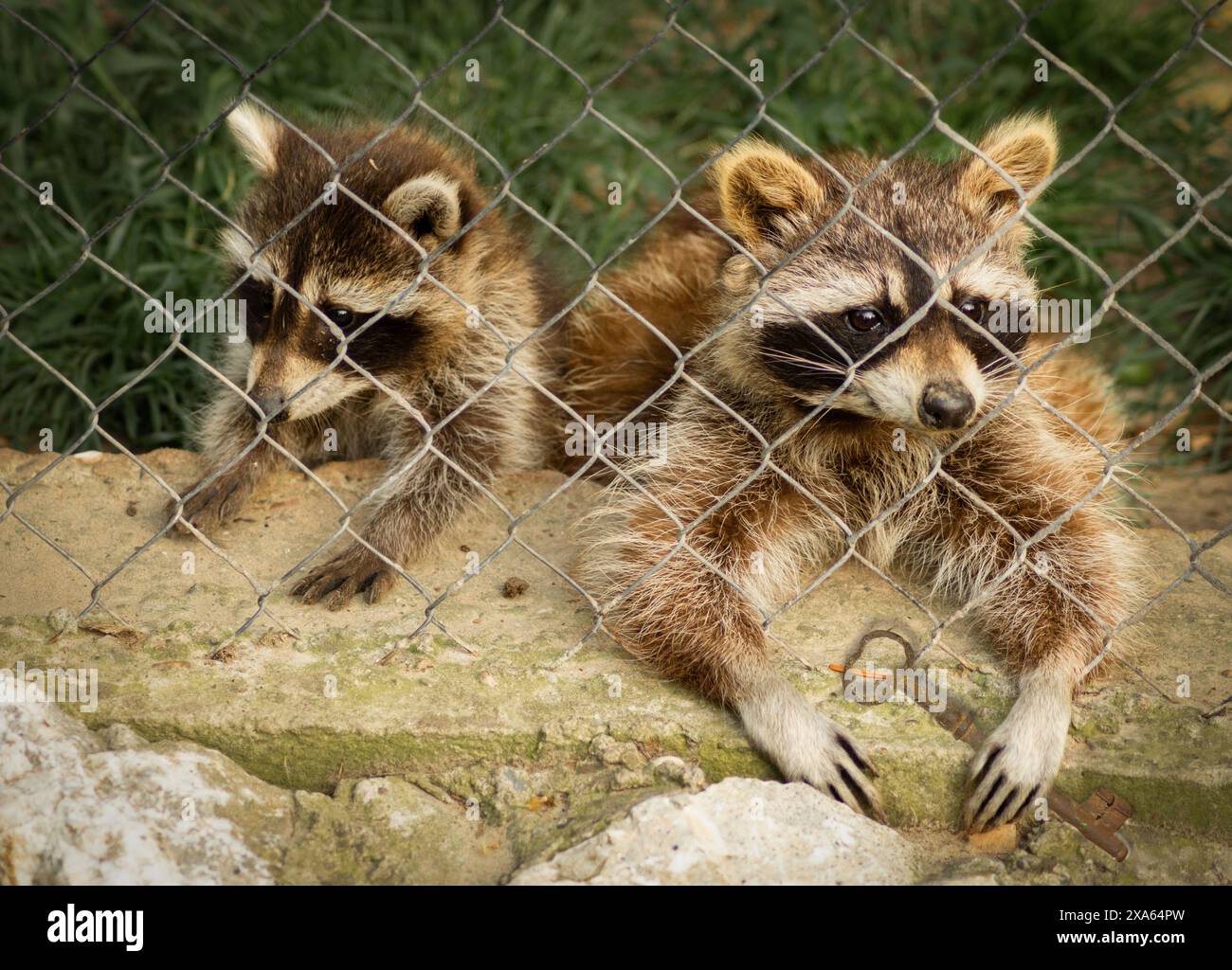 Two raccoons hi-res stock photography and images - Alamy