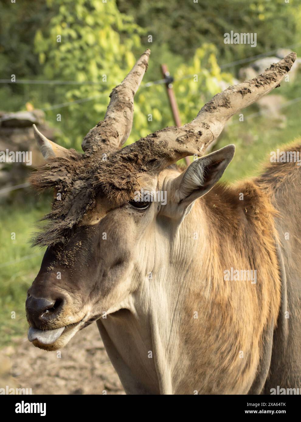 A horned goat hi-res stock photography and images - Alamy