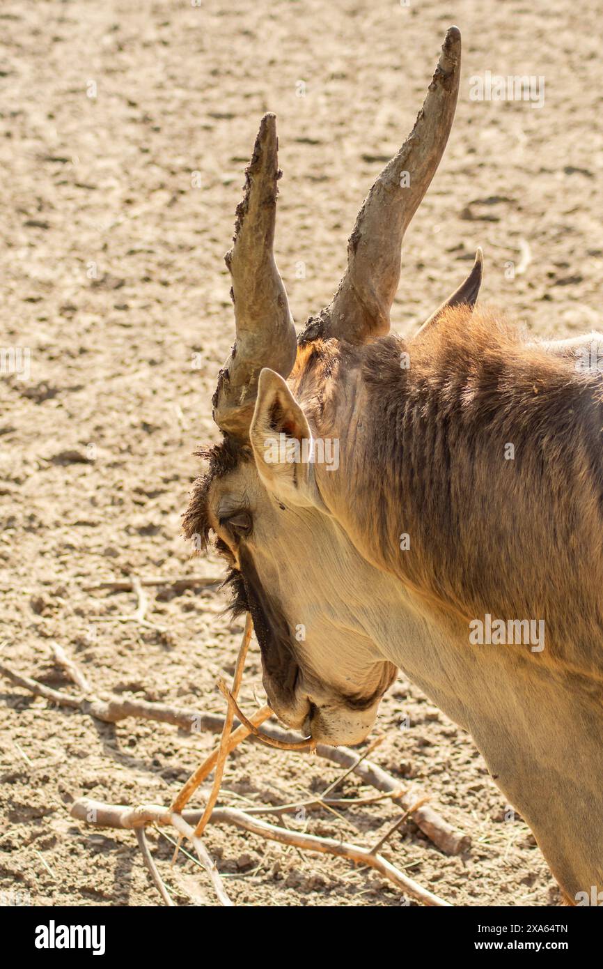 A horned goat hi-res stock photography and images - Alamy