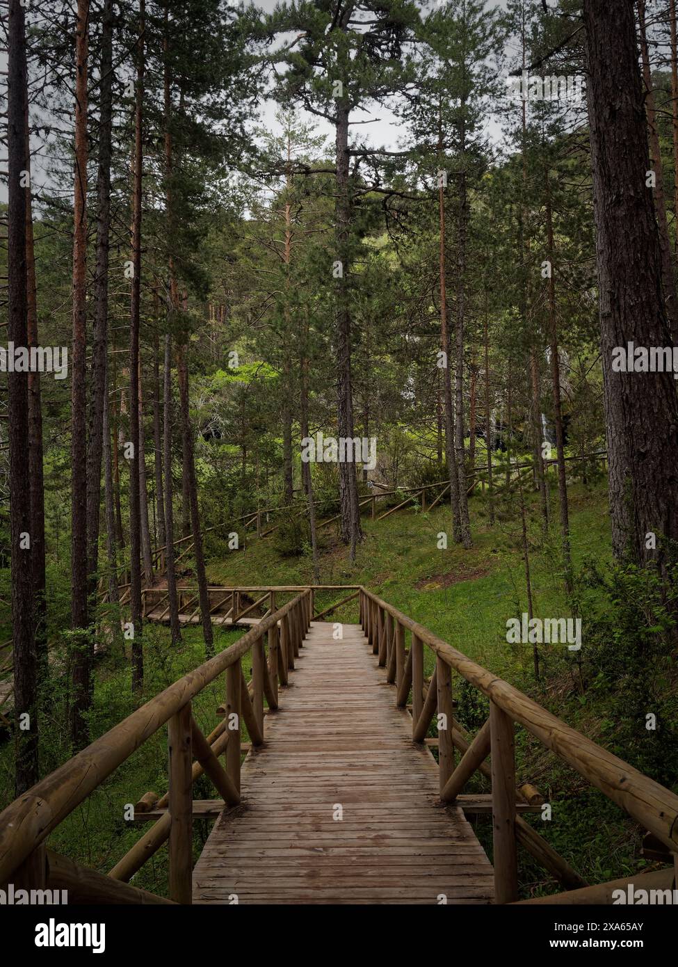 A vertical of a wooden path running through a lush forest of tall trees ...