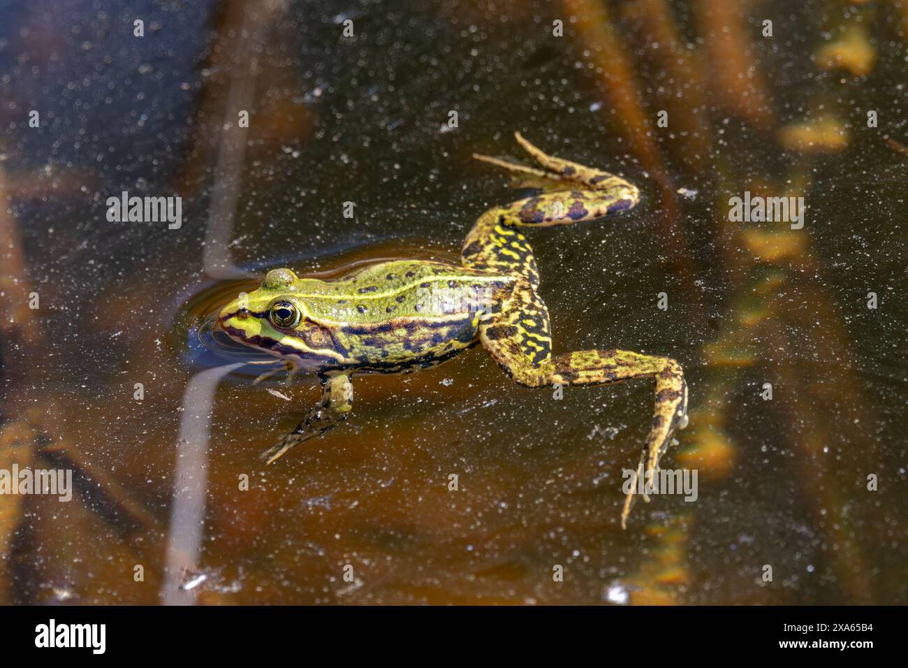 A green frog (Pelophylax esculentus) swimming in a water Stock Photo ...