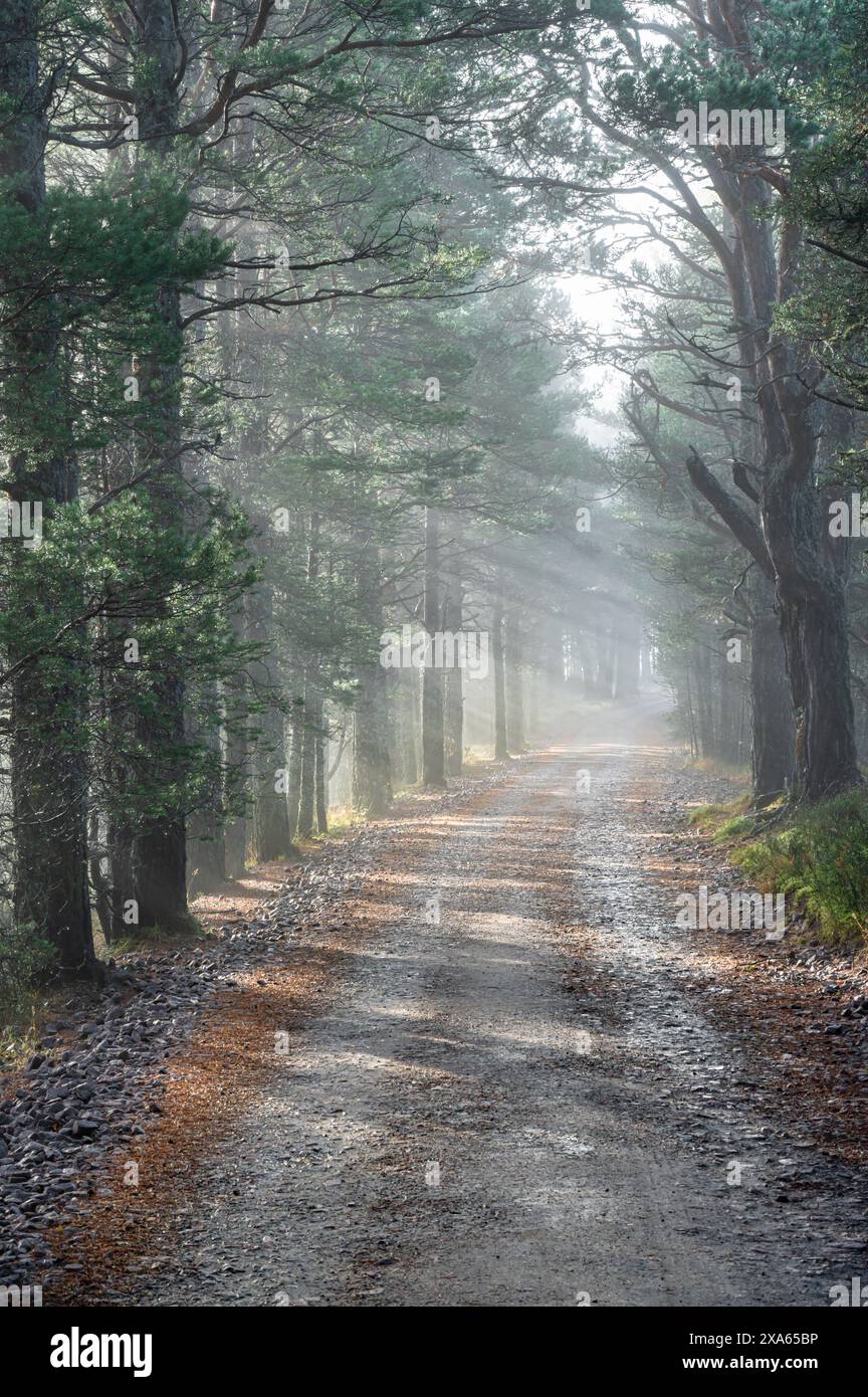Early morning mist in forest landscape hi-res stock photography and ...