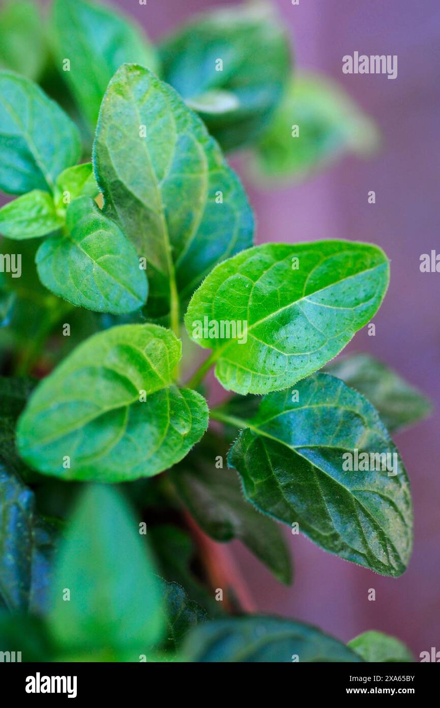 The common self-heal plant, Prunella vulgaris, is used in traditional ...