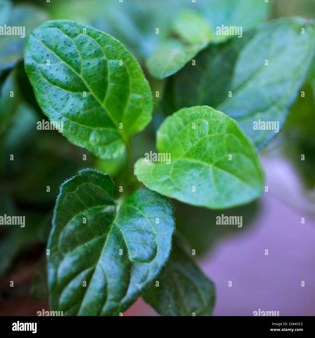 The common self-heal plant, Prunella vulgaris, is used in traditional ...