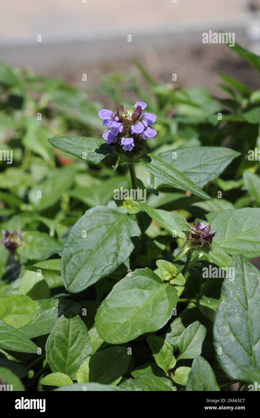 The common self-heal plant, Prunella vulgaris, is used in traditional ...
